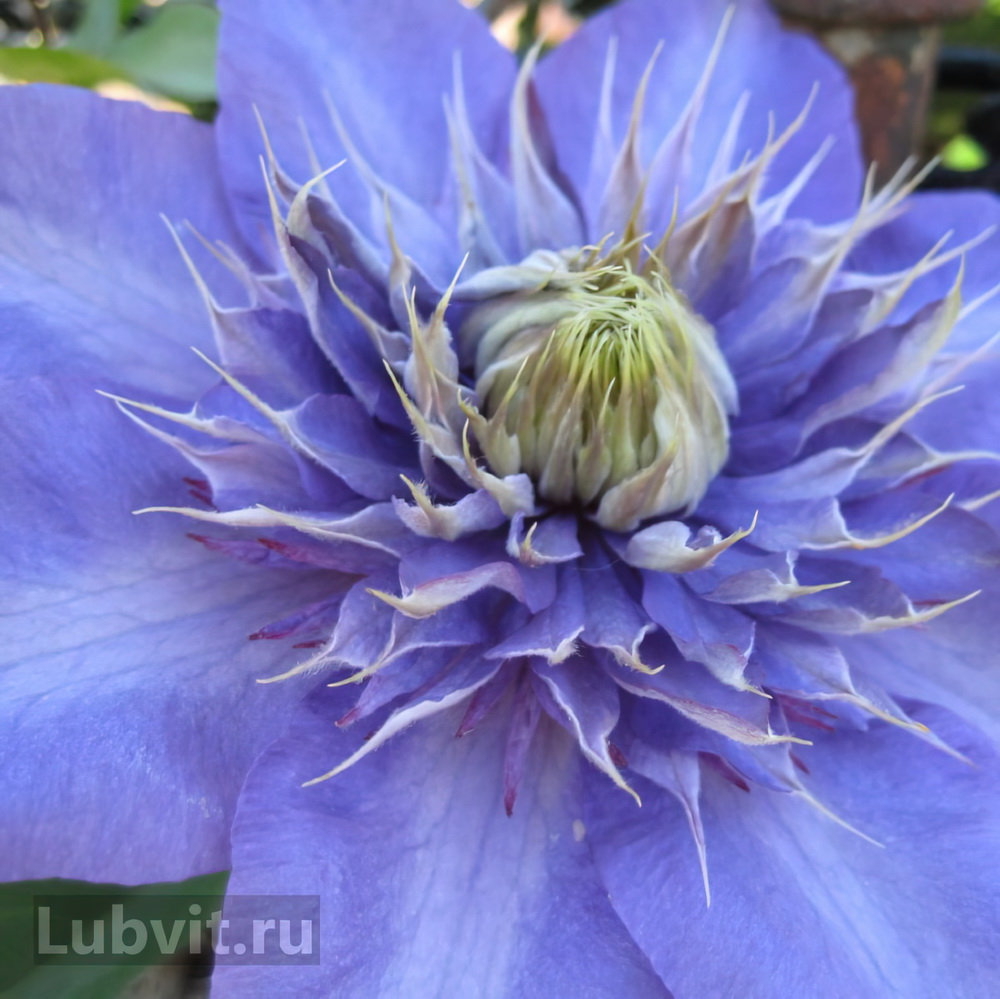 Blue Explosion